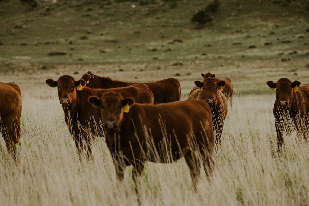 Rocking R Red Angus – Rocking R Beef